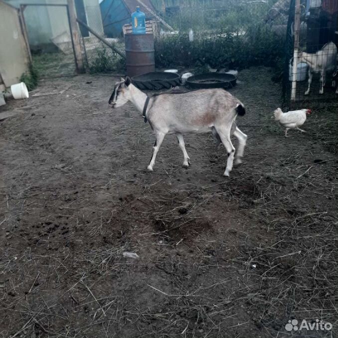 Коза дойная альпийская