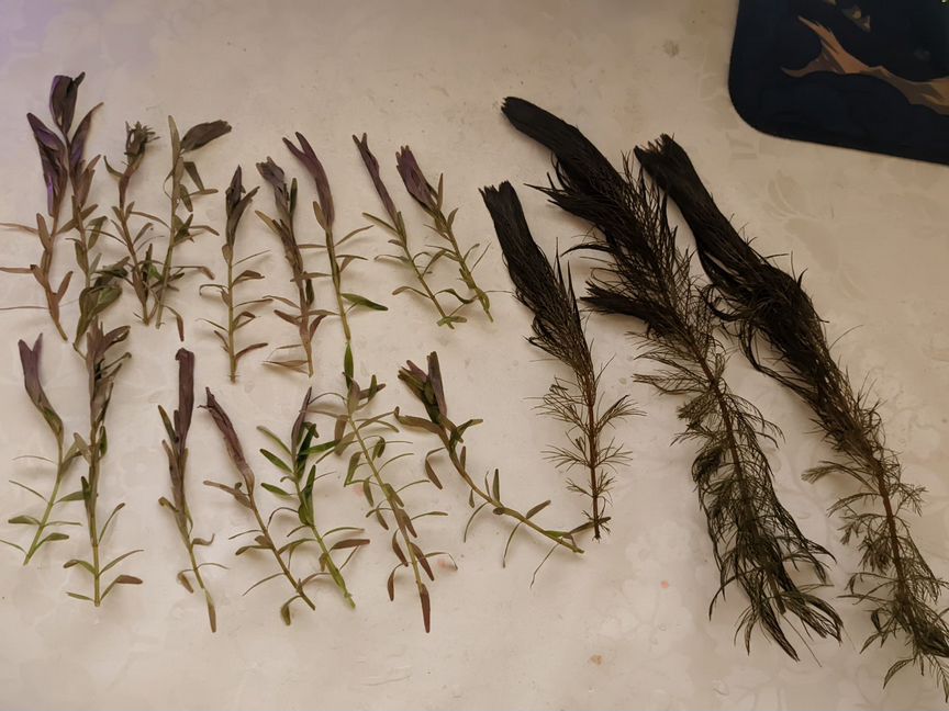 Прополка аквариумные растения