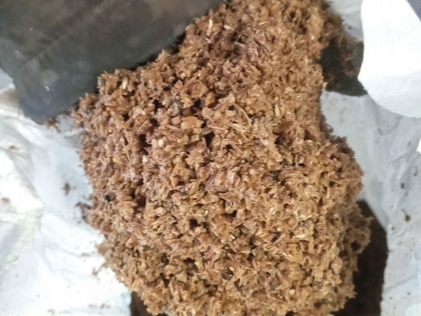 Пивная дробина на корм для скота и птицы