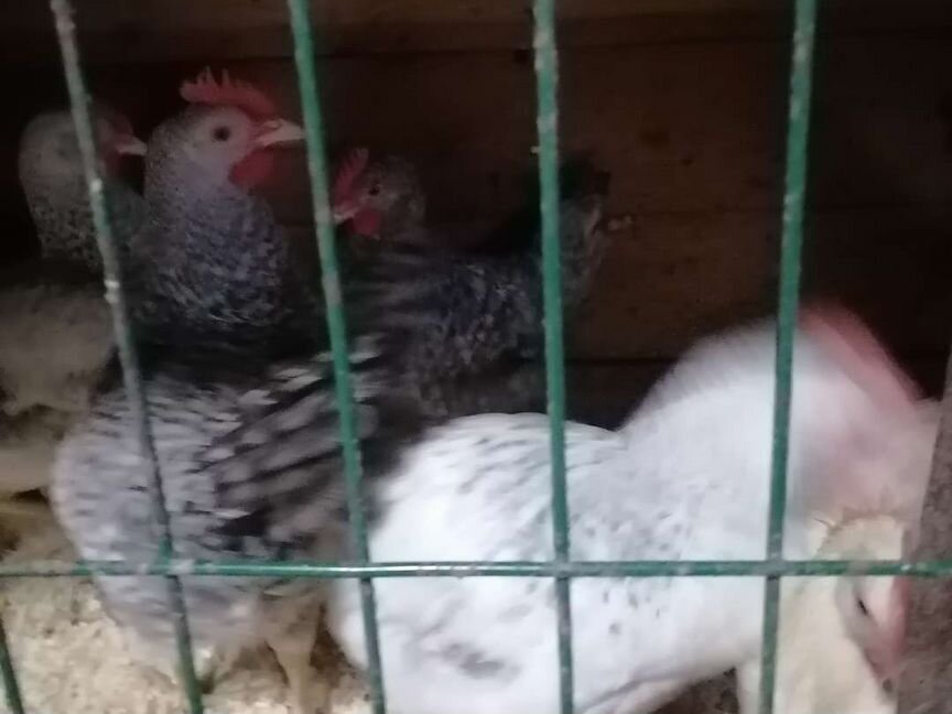 Петухи