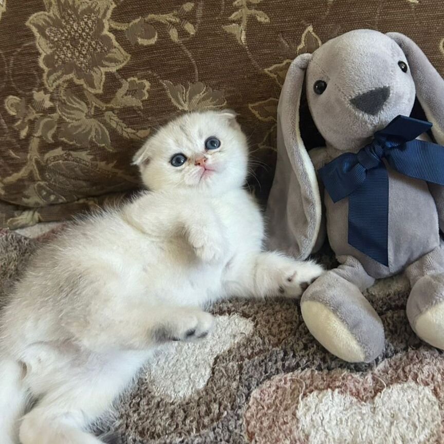 Шотландский вислоухий короткошёрстный котёнок