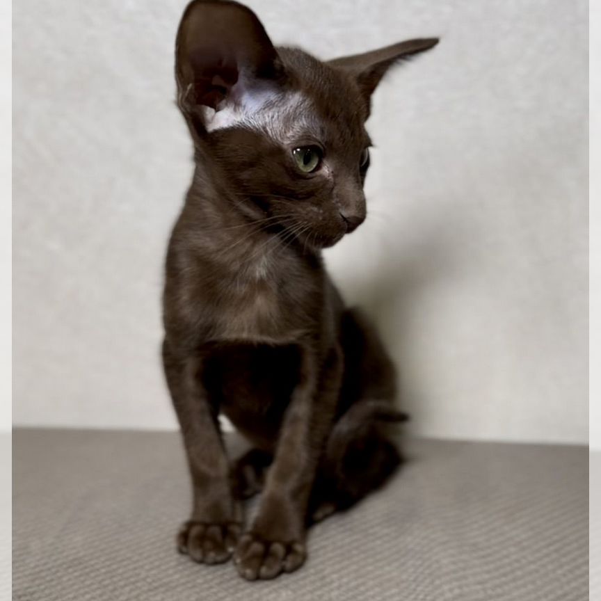 Ориентальный котёнок