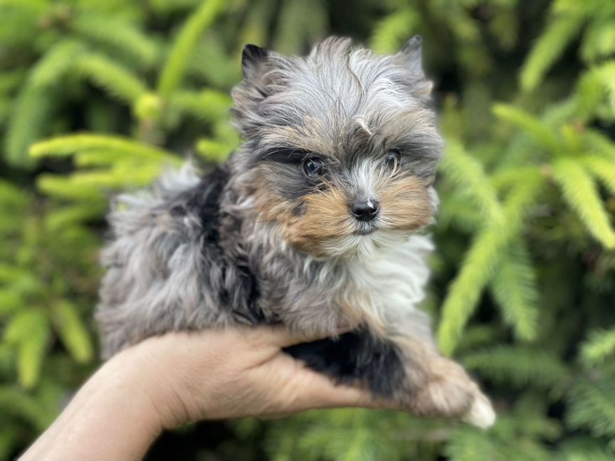 Самый крошечный комочек счастья