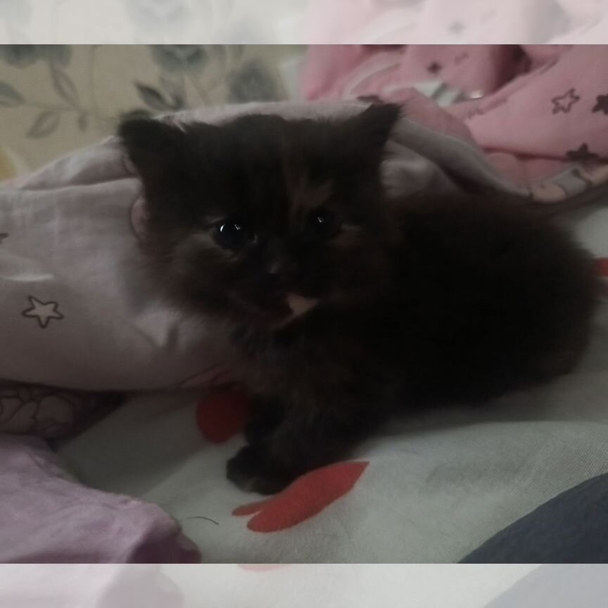 Котёнок в добрые руки
