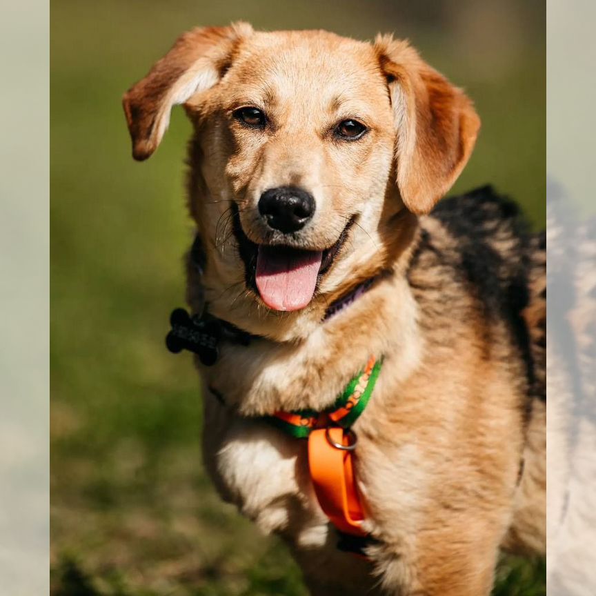 Щенок в добрые руки