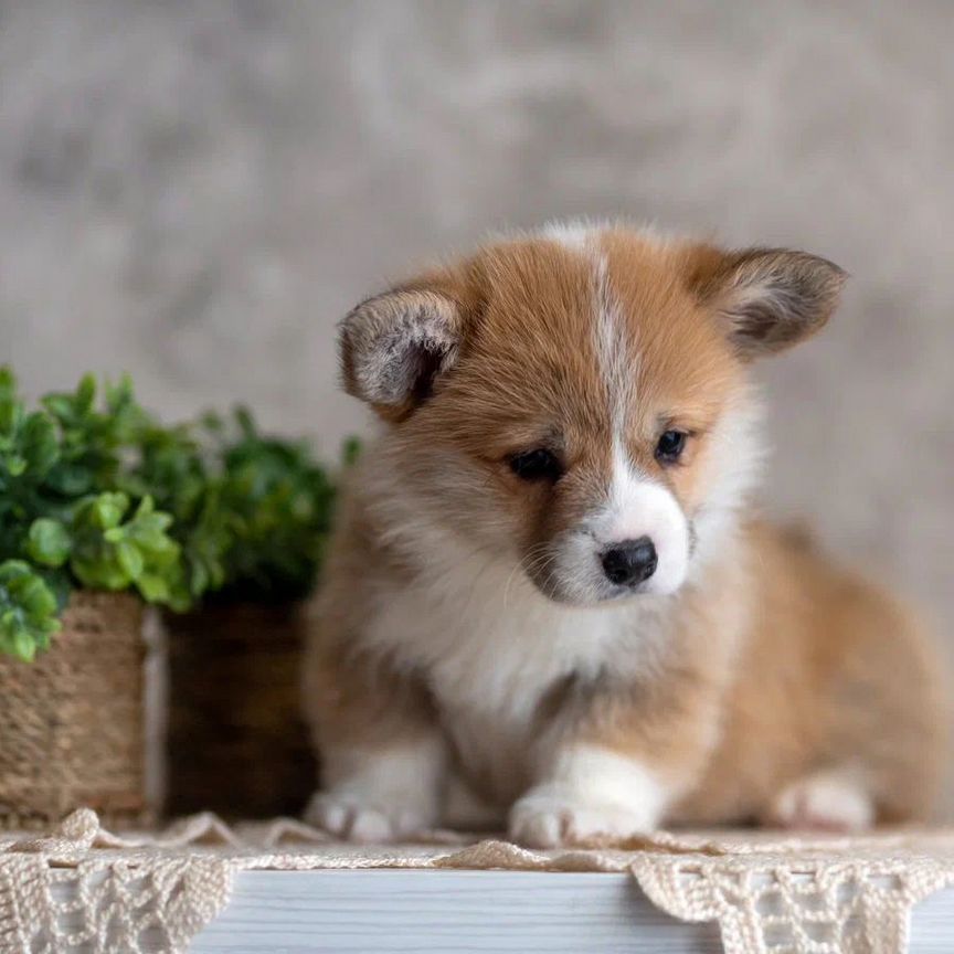 Щенок Вельш корги пемброк