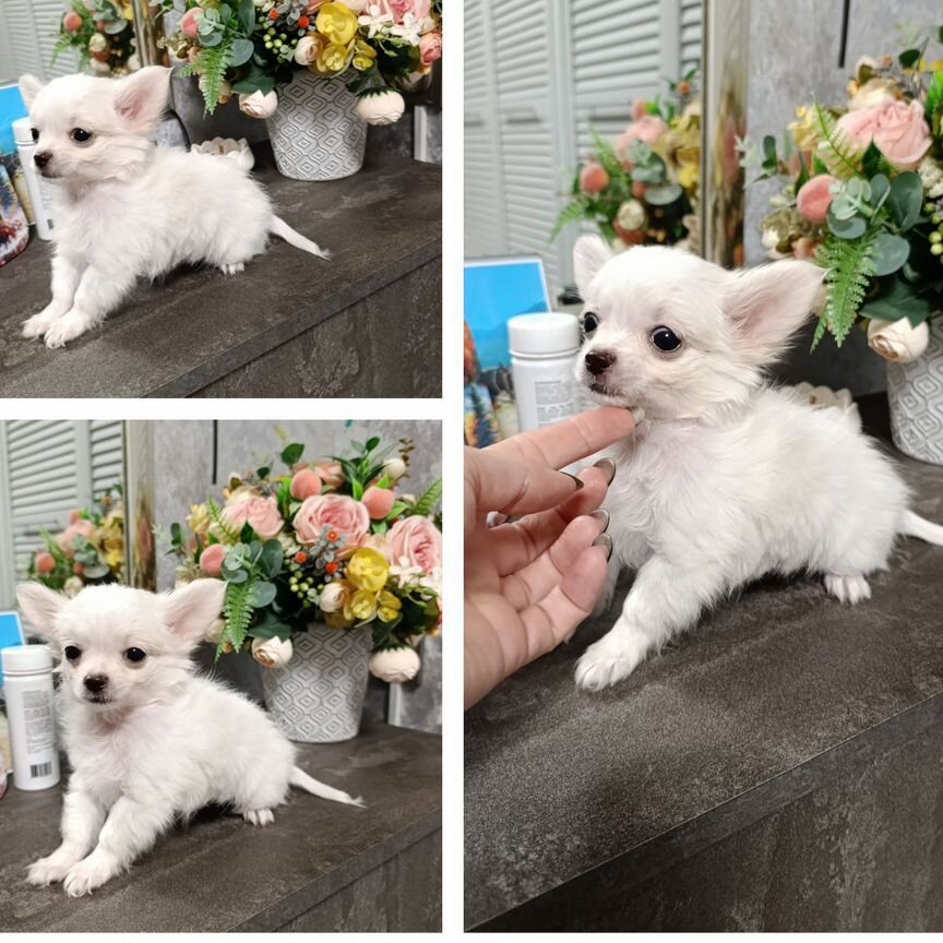 Чихуахуа, щенок