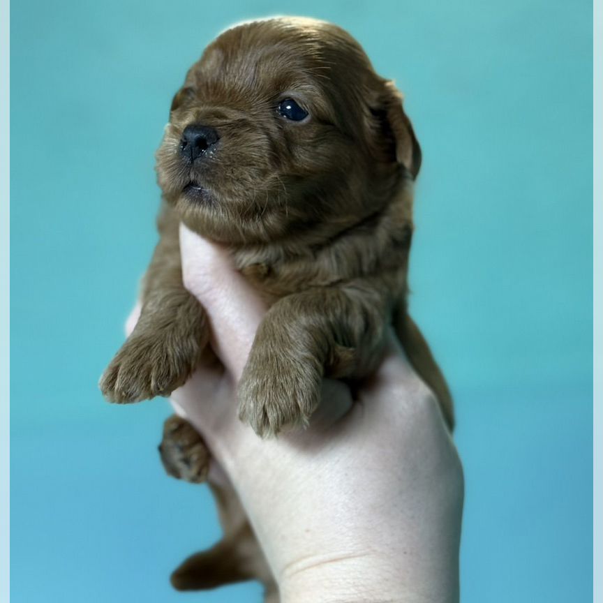 Мальтипу, щенок