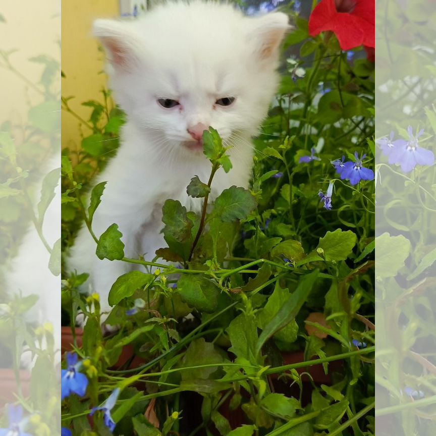Котёнок в добрые руки