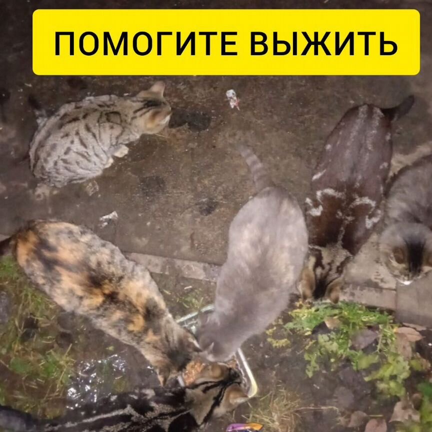Взрослая, кошка в добрые руки