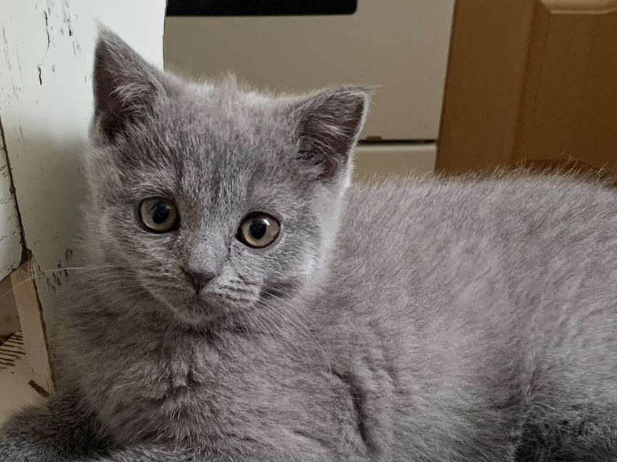 Кошка британская голубая