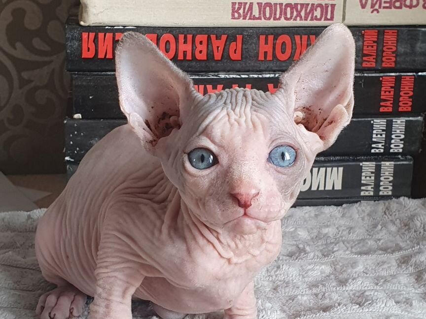 Канадский сфинкс котенок мальчик