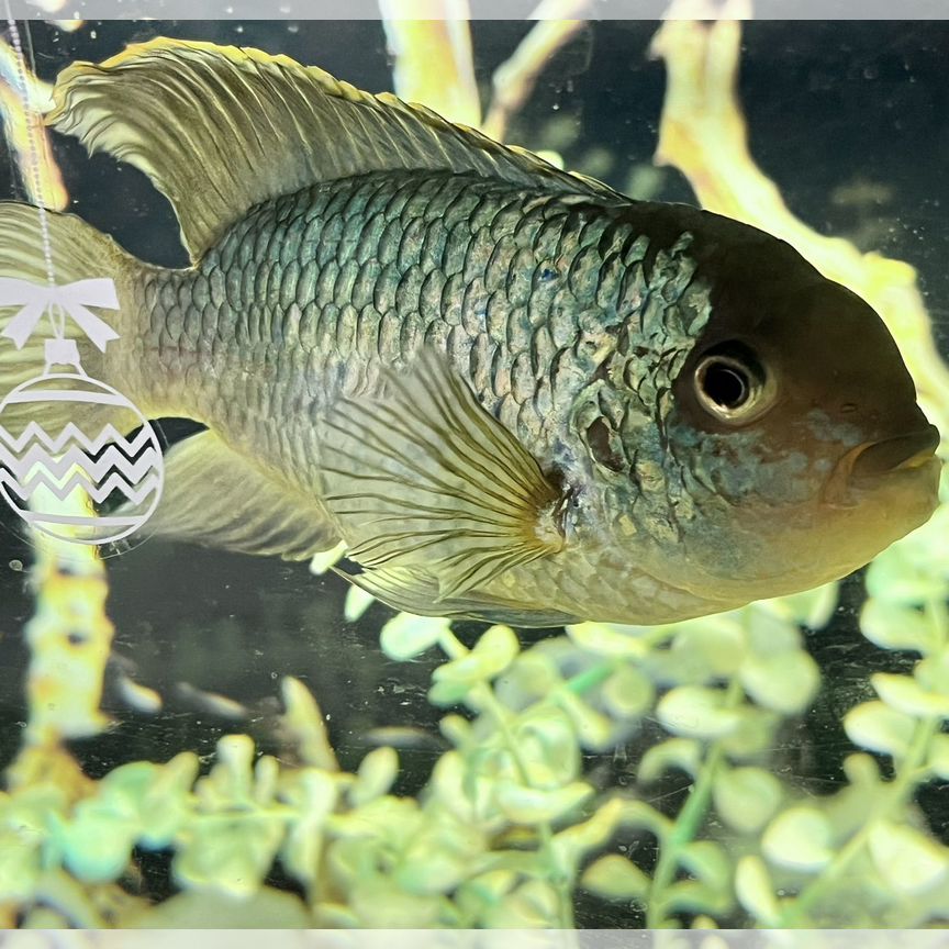 Нанакара неоновая, самец и самка