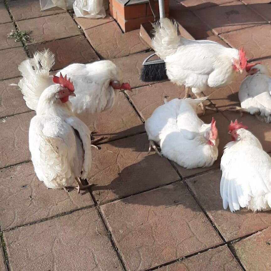 Куры несушки молодки продам