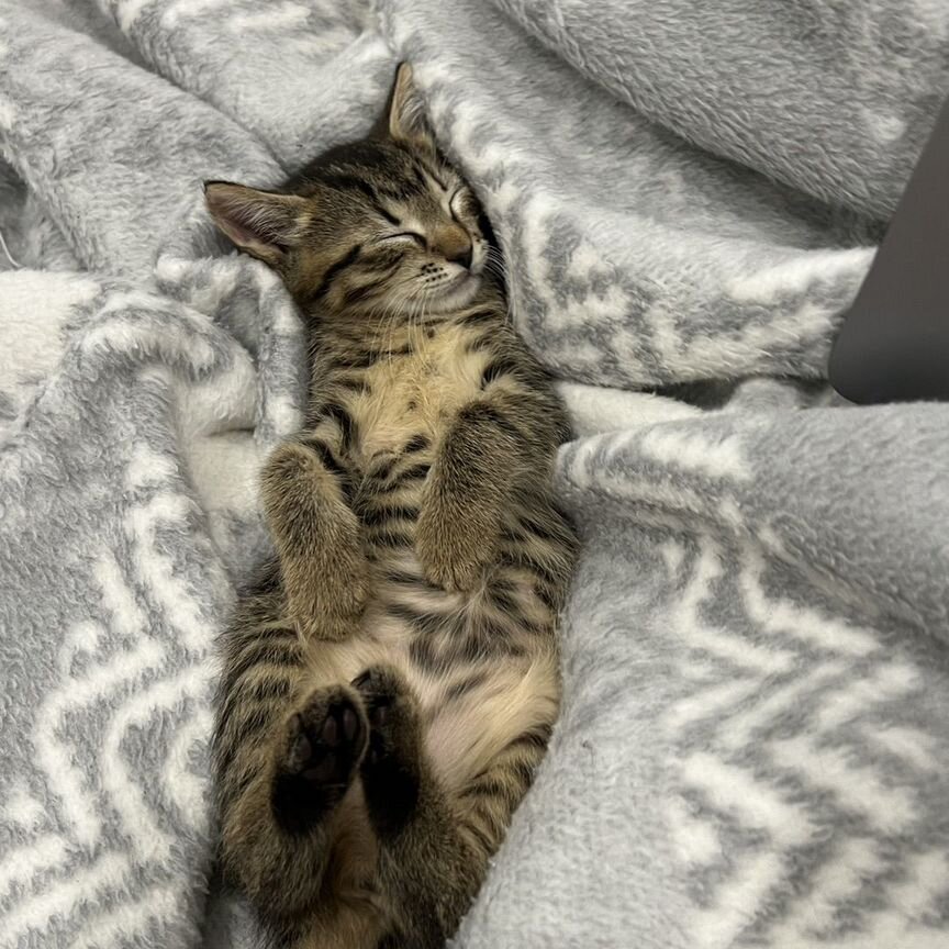 Котенок в добрые руки