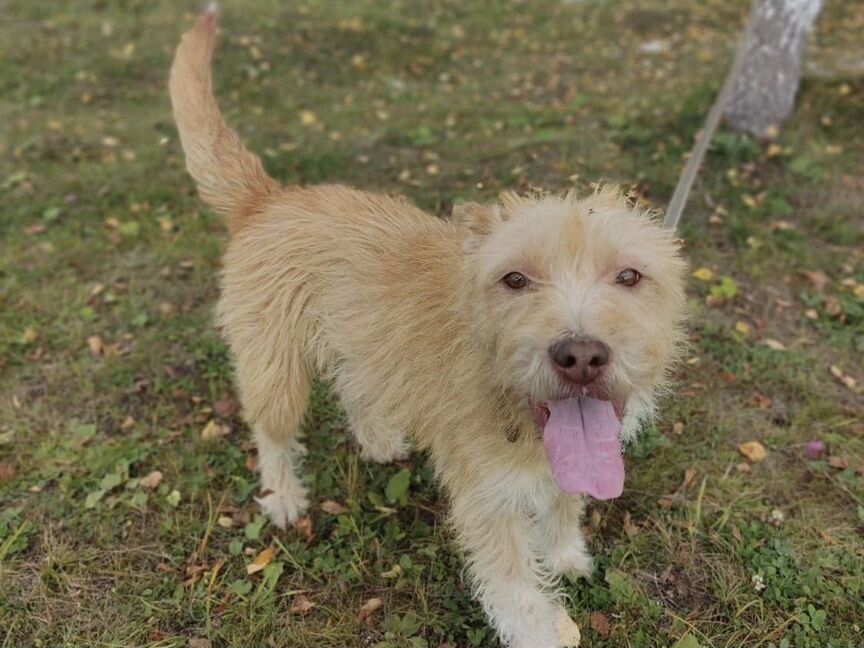 Собака кобель небольшой в добрые руки