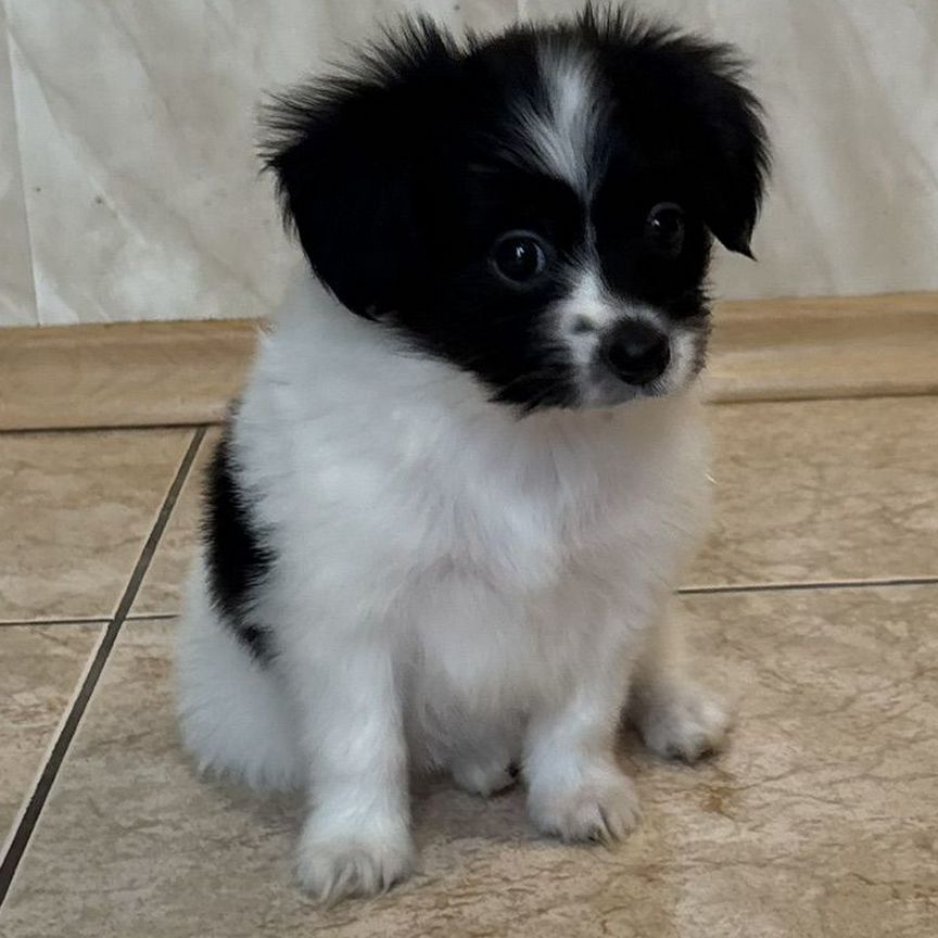 Континентальный той-спаниель папильон, щенок