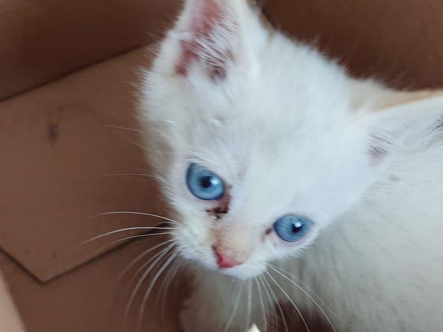Котейка в добрые руки