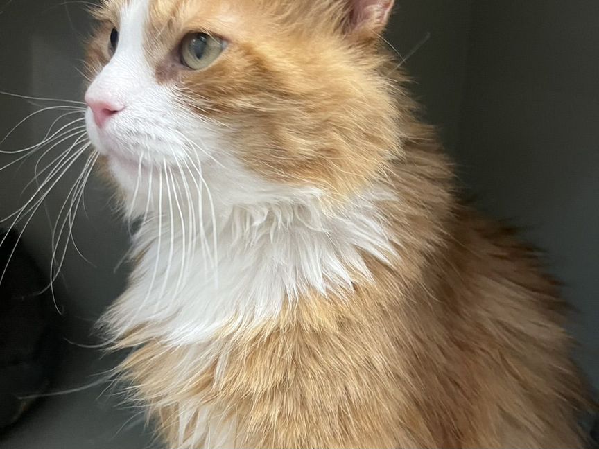 Рыжий кот