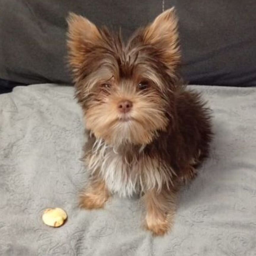 Йоркширский терьер, взрослый пёс