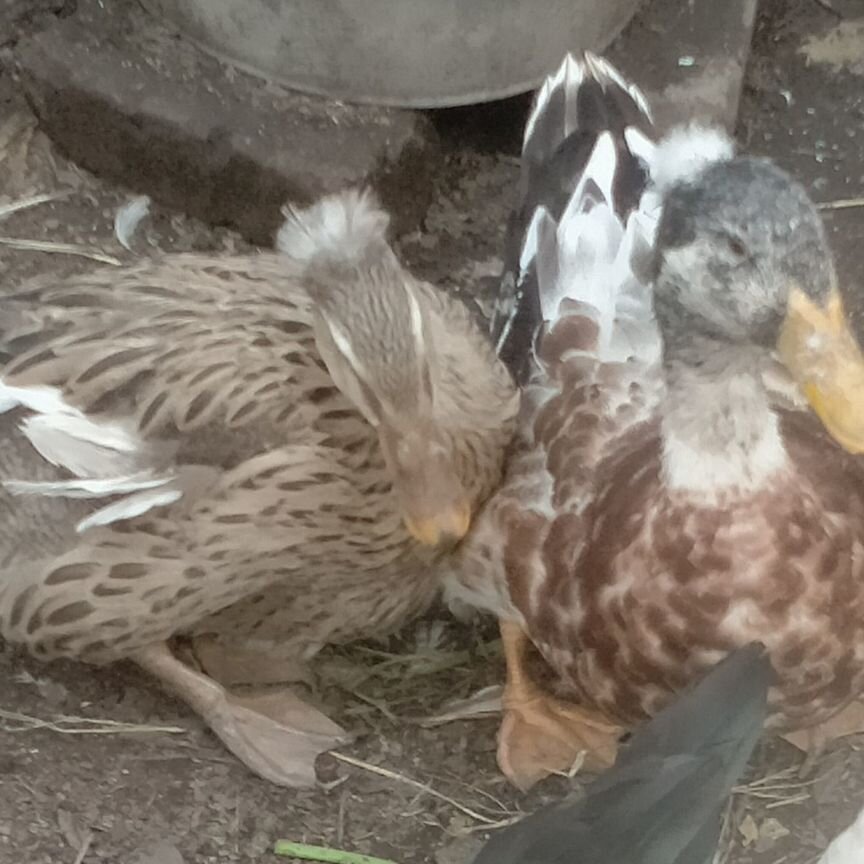 Утки хохлатые (семья)