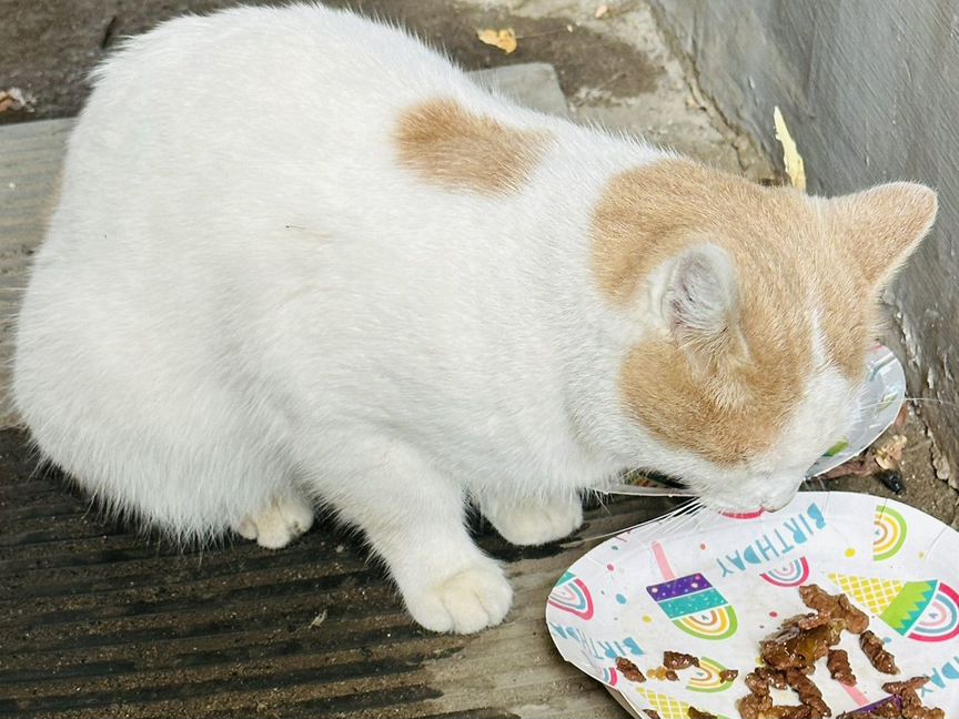 Котик в добрые руки