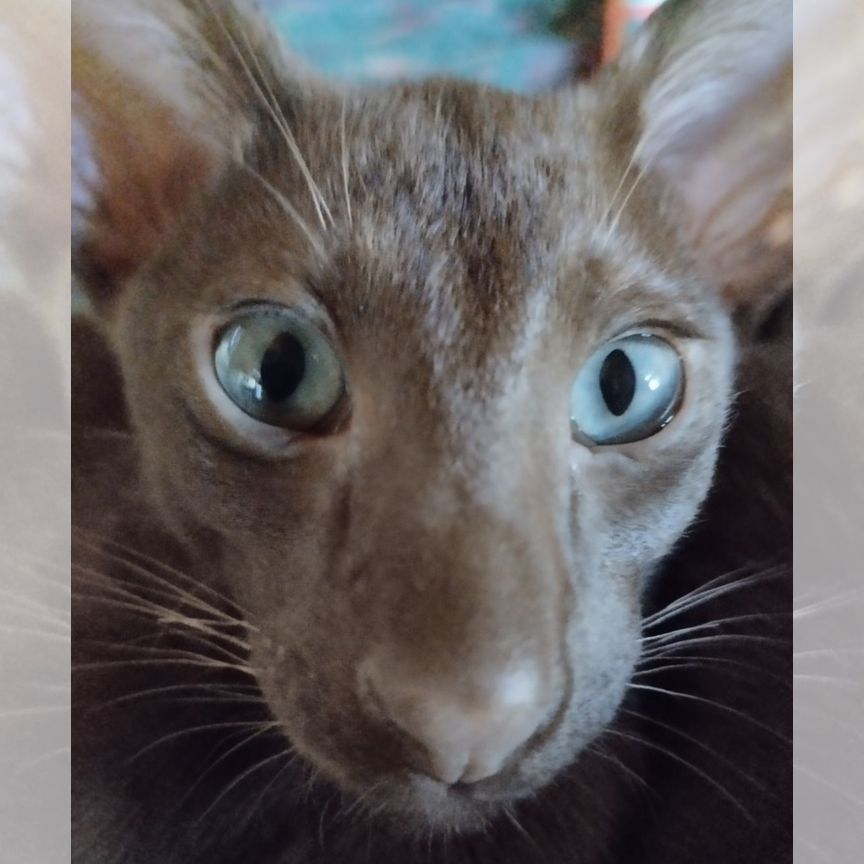 Ориентальный котёнок