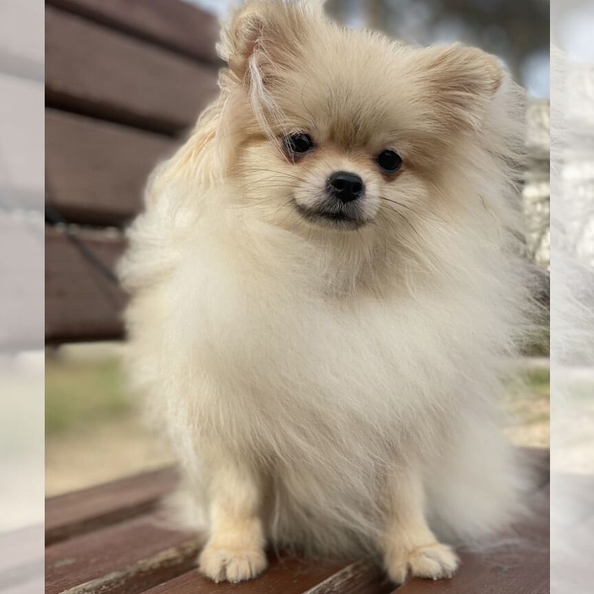 Померанский шпиц, щенок