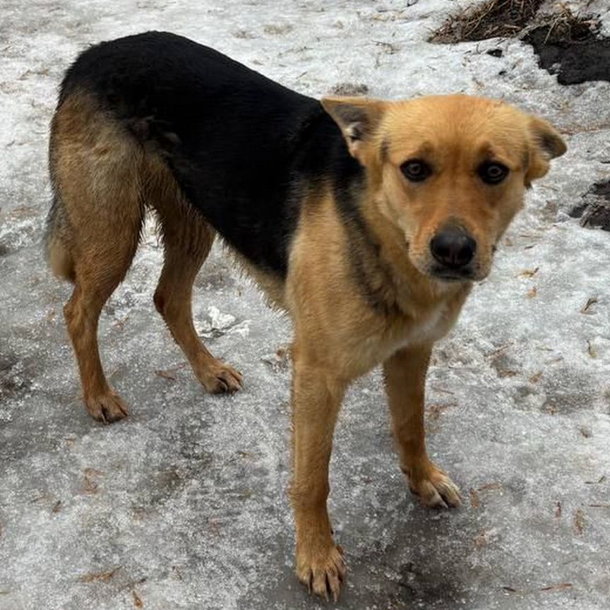 Собака для охраны в дар