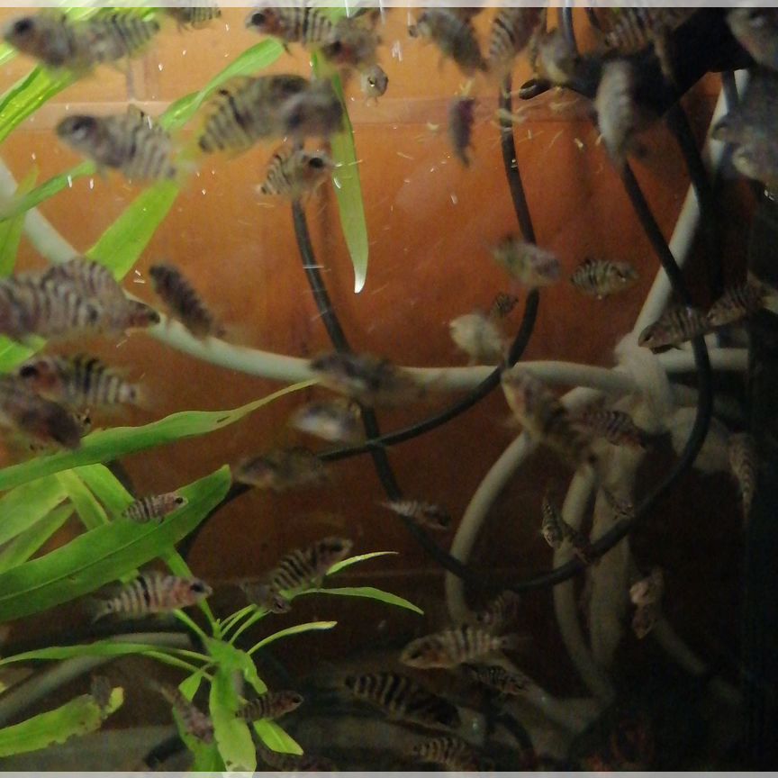 Аквариумные рыбки