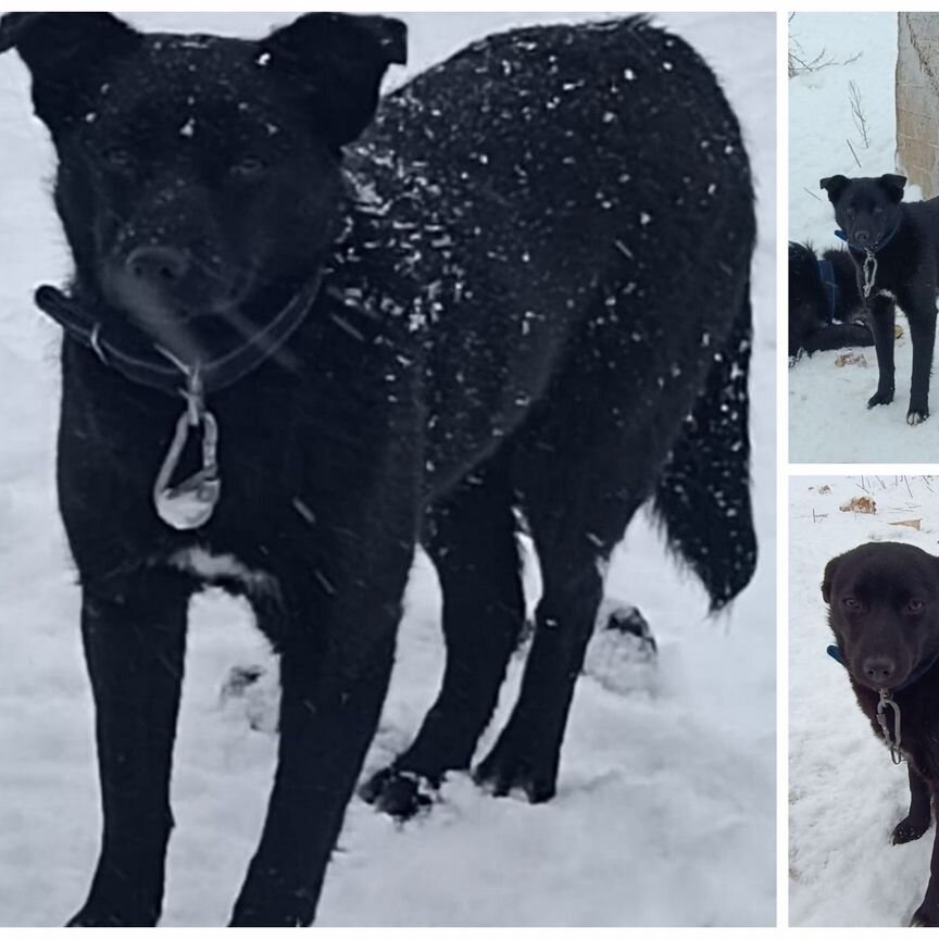 Маленькая собачка