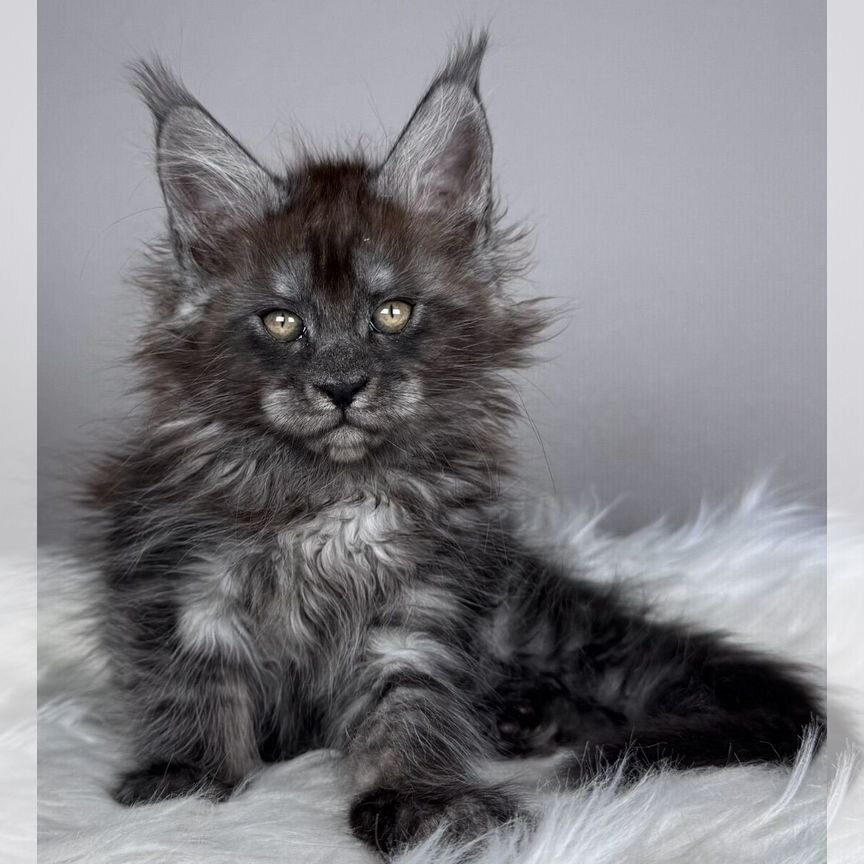 Мейн-кун котёнок