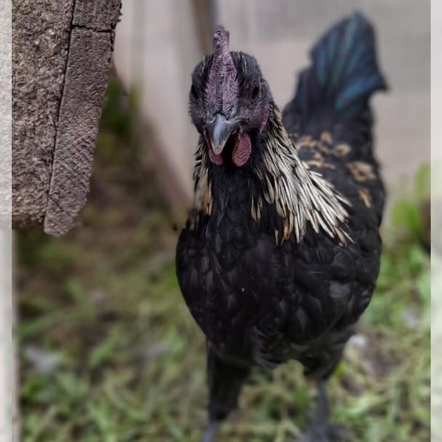 Продаются молодые петушки. Возраст -2 месяца