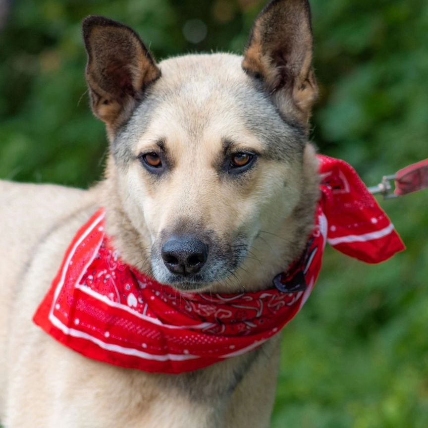 Спасите бедную Лизу