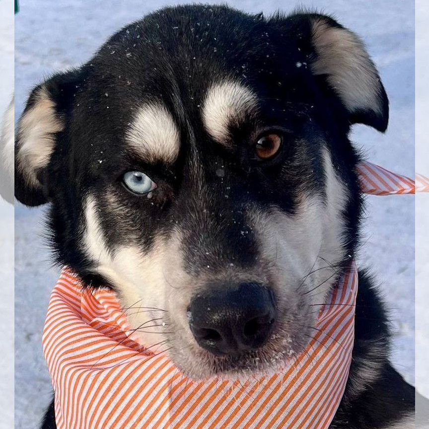 Взрослый пёс в добрые руки