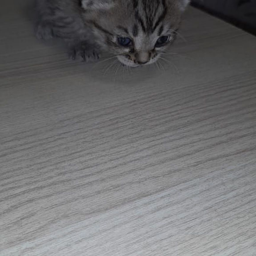 Девчоночка ищет дом и заботливых родителей