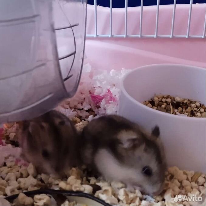 Хомячек джунгарик Кемпбелла