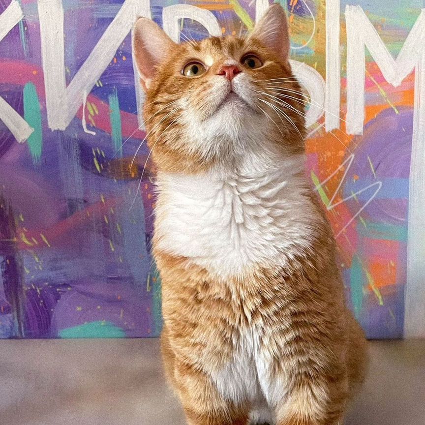 Манго кот