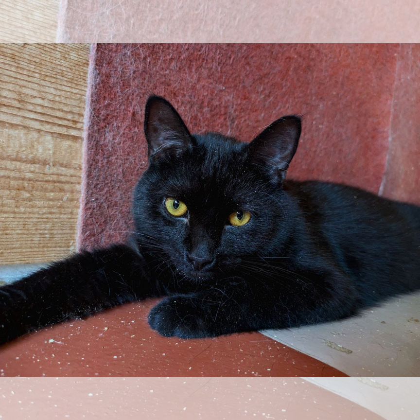 Котик брюнет