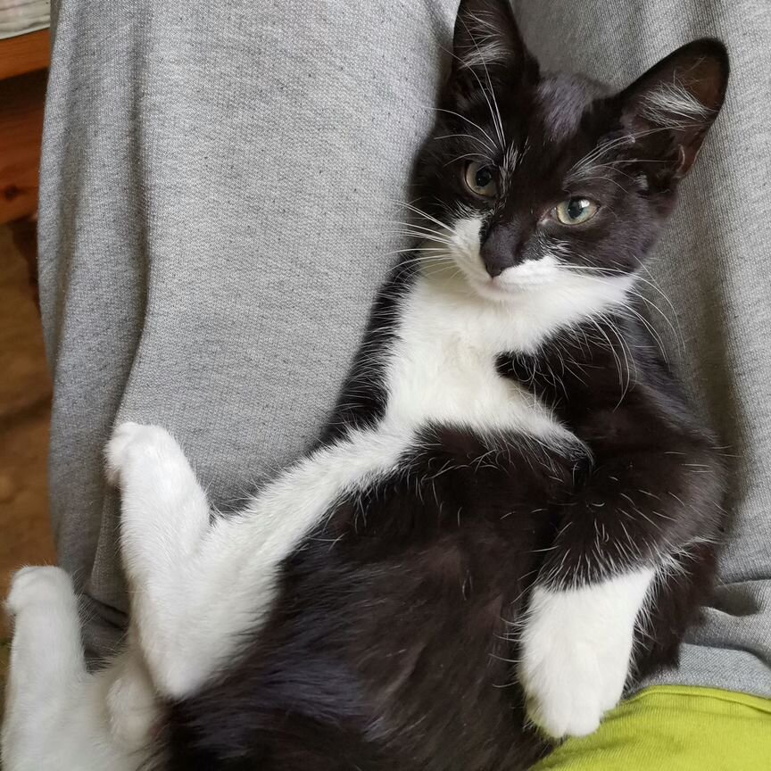 Котенок в добрые руки
