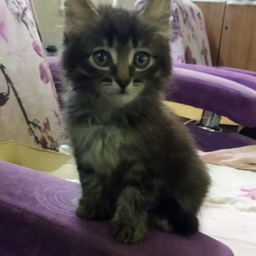 Хорошенькие котята