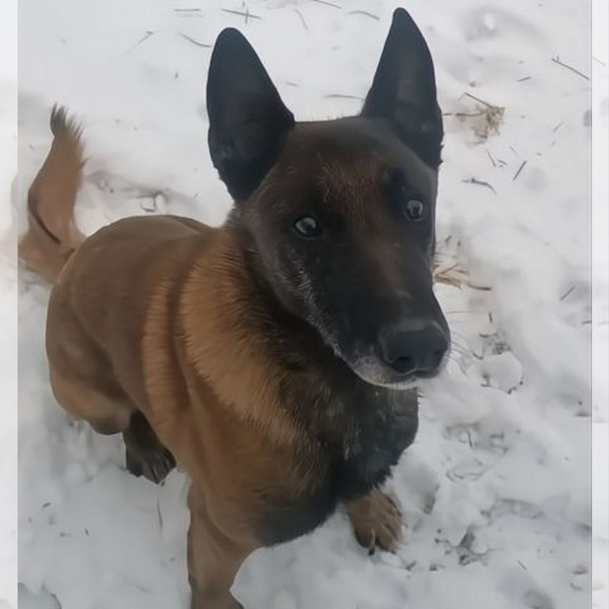 Бельгийская овчарка, взрослый пёс