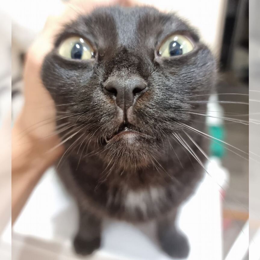 Взрослый кот в добрые руки