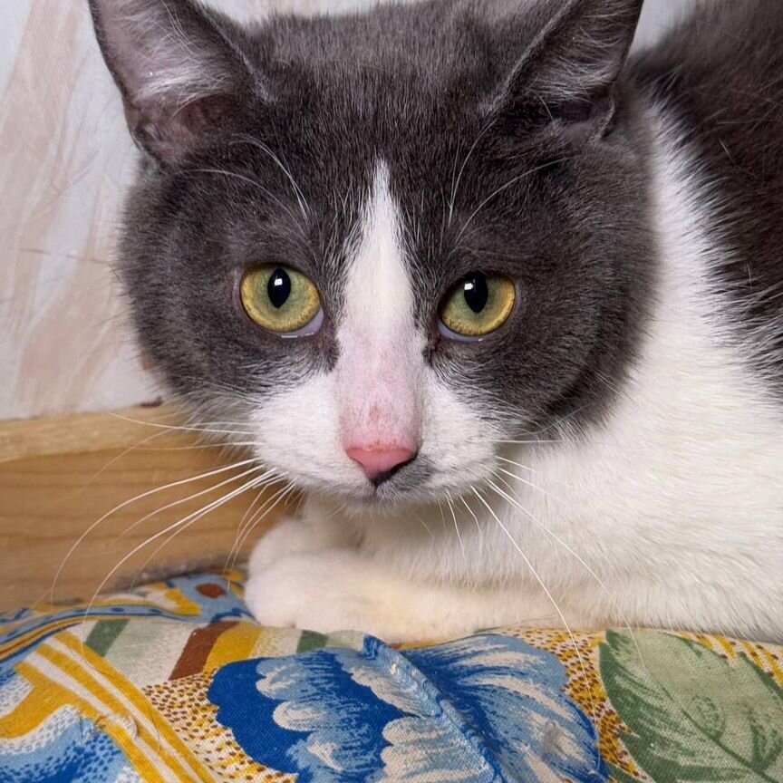 Кошки в добрые руки бесплатно