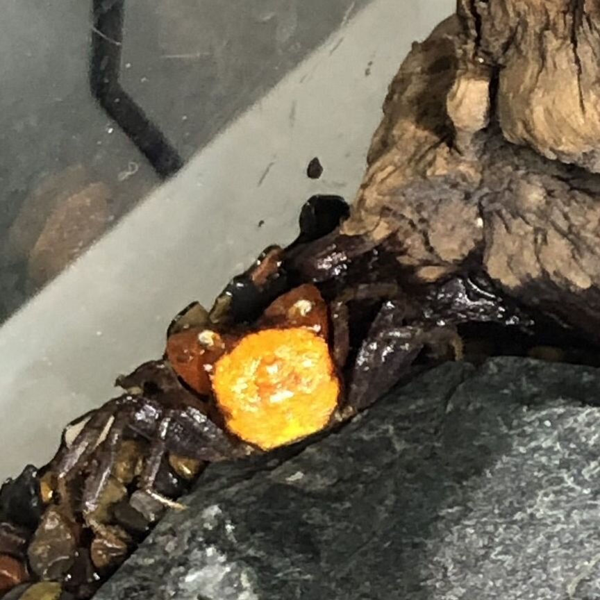 Краб вампир