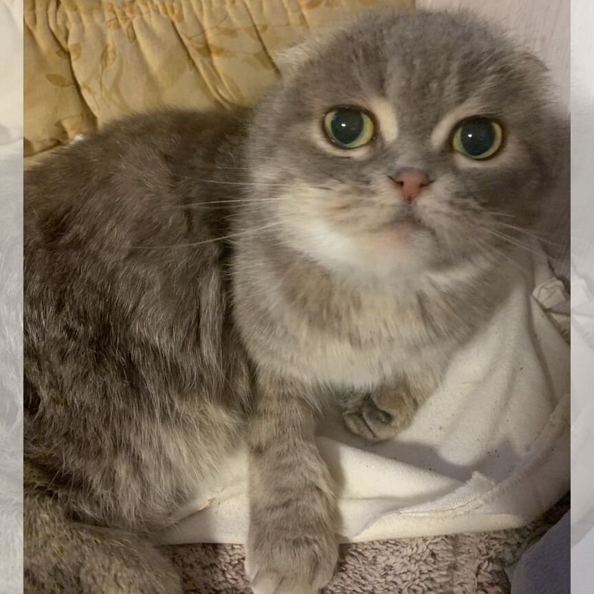 Шотландская вислоухая короткошёрстная, взрослая кошка