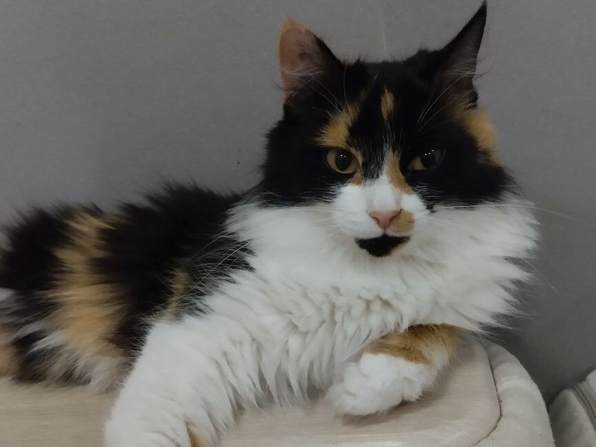 Кошка в добрые руки