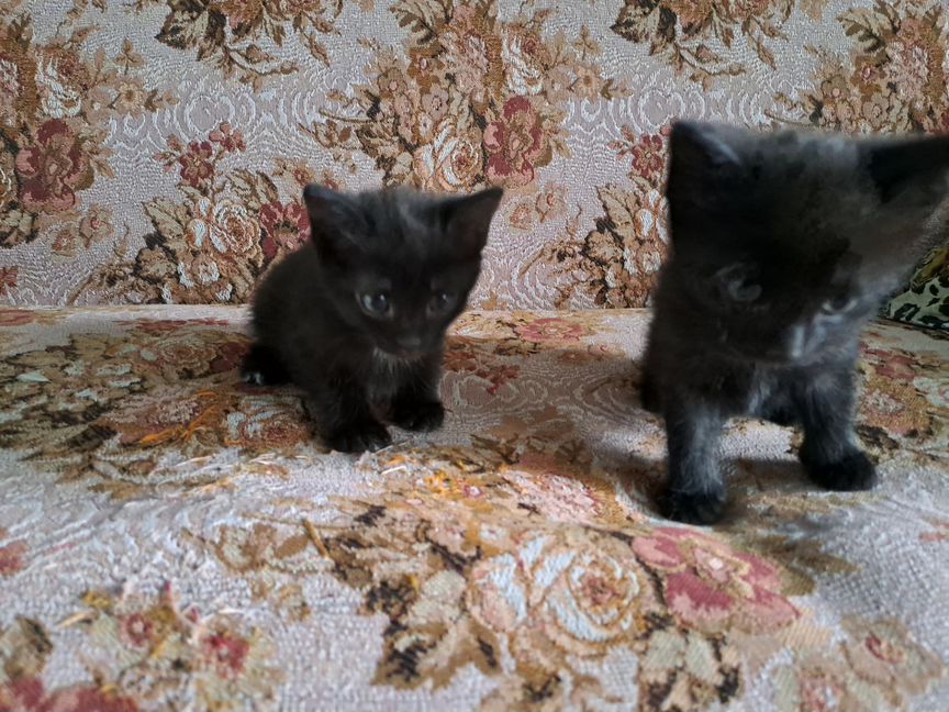 Отдам котят в добрые руки
