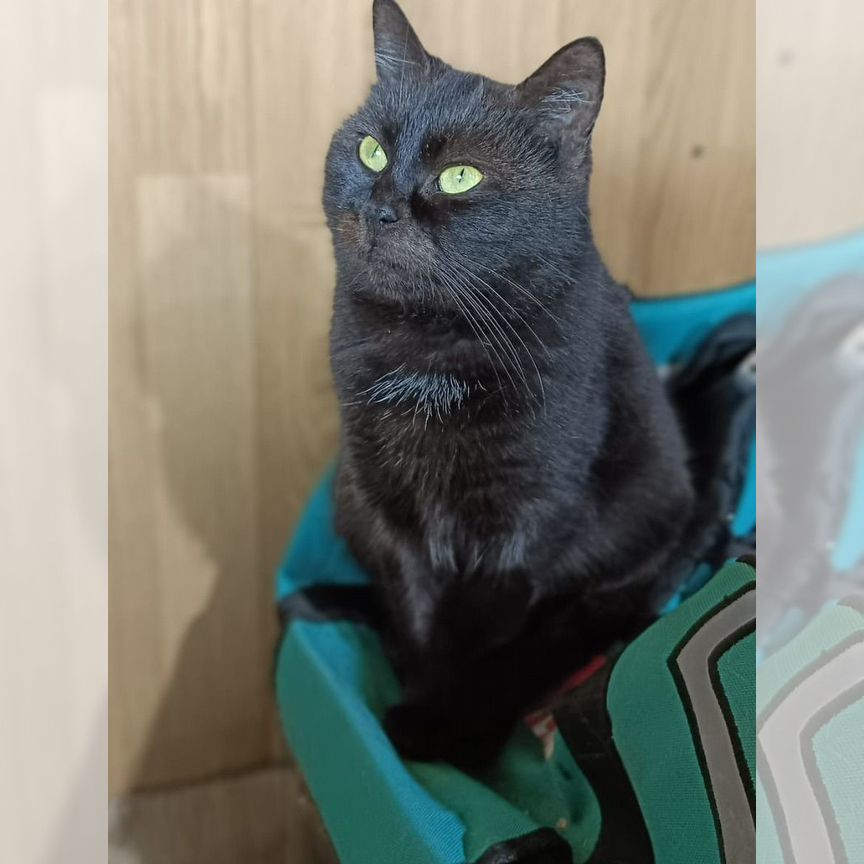 Кошка ищет дом