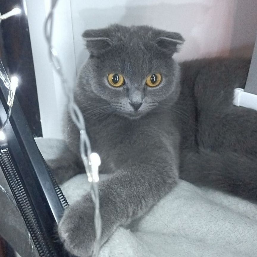 Взрослая, кошка в добрые руки
